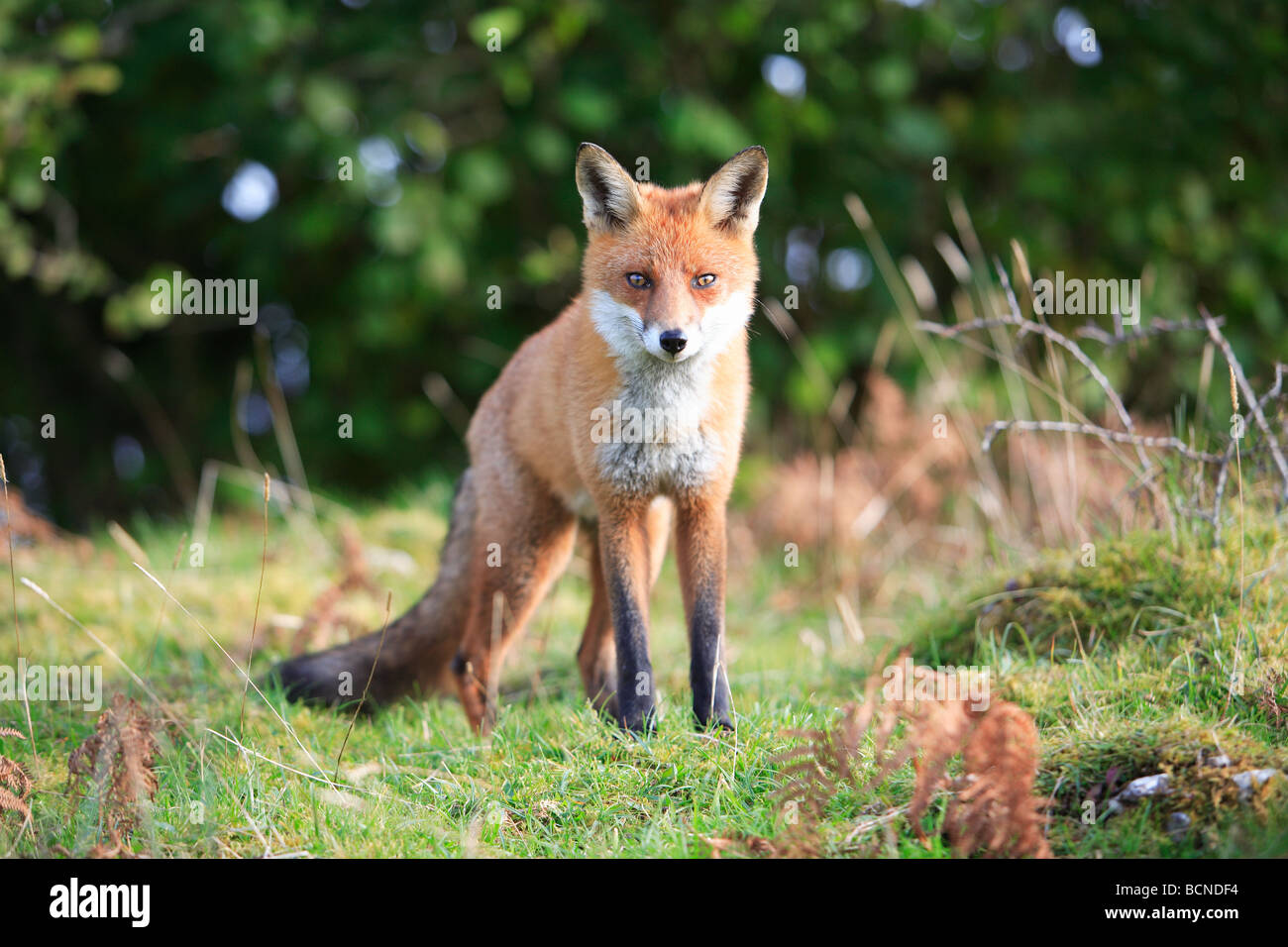 Red Fox Vulpes vulpes Stock Photo - Alamy