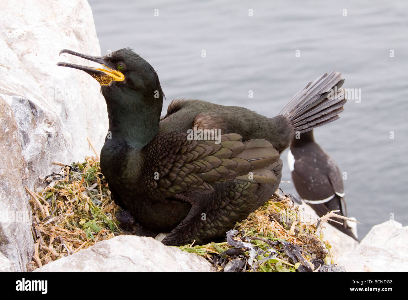 Shag incubating eggs Phalacrocorax aristotelis Stock Photo - Alamy
