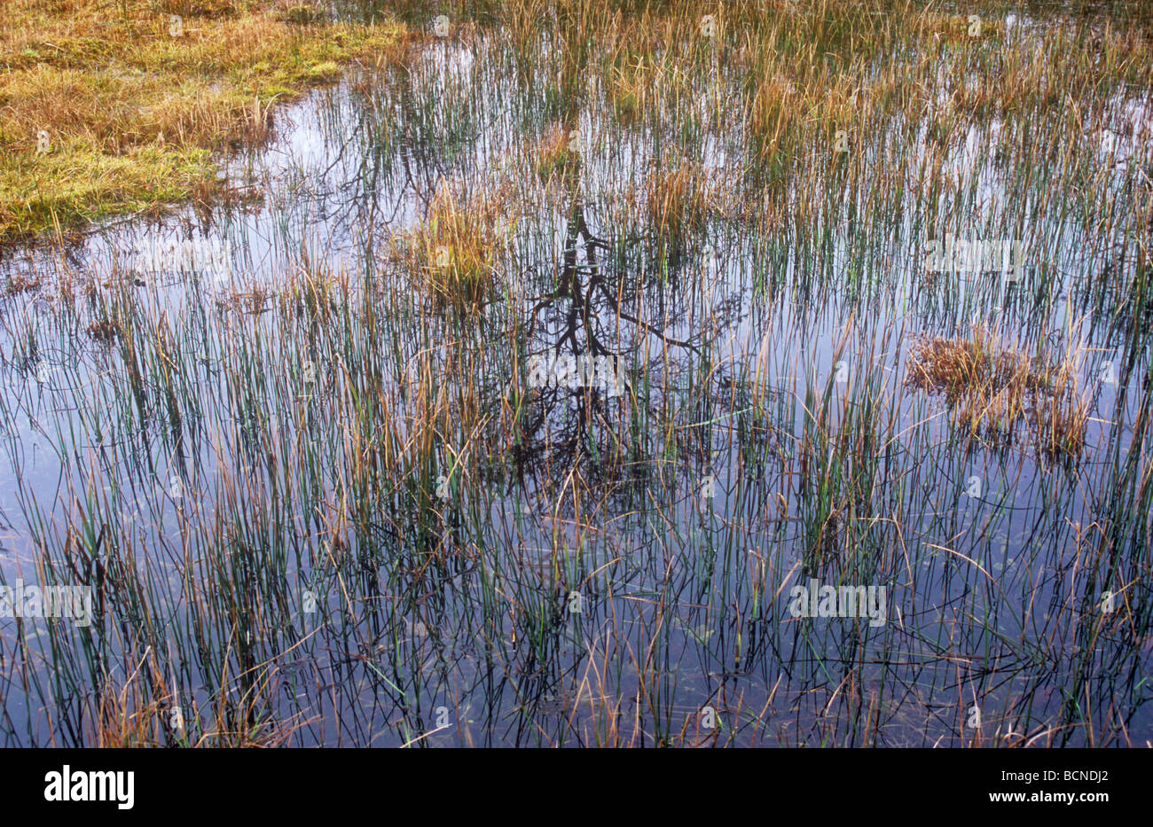Green and golden blades of Common sedge poking up through waterlogged ...