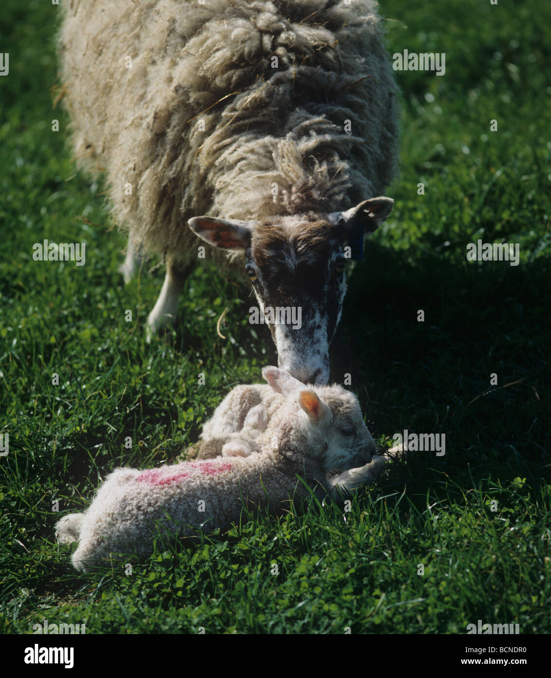Ewe lamb england uk hi-res stock photography and images - Alamy