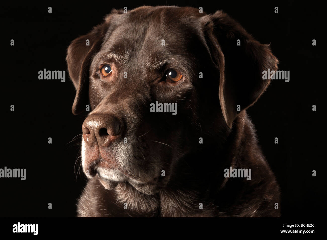 Headshot of a chocolate Labrador Retriever against a black background ...