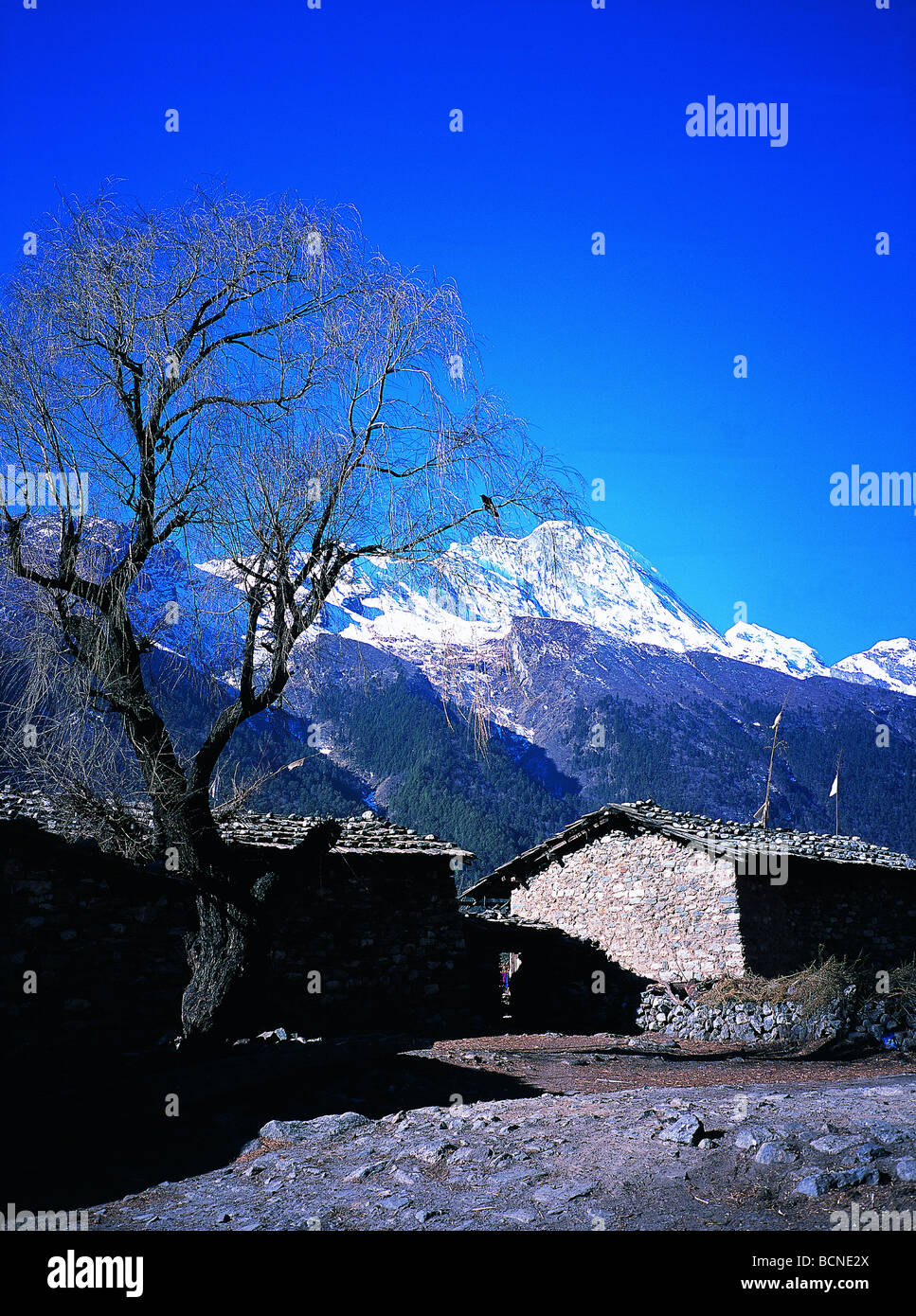 Tibetan village trees forest hi-res stock photography and images - Alamy