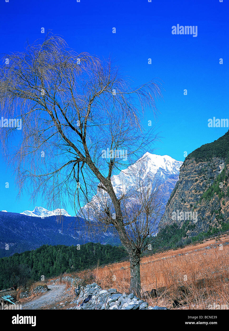 Stone paved road of a Tibetan Village, Gyirong County, Shigatse ...