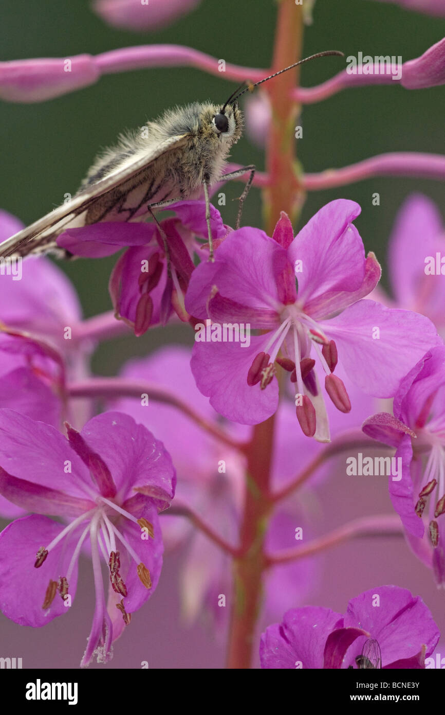 Marbled White butterfly (Melanargia galathea) with wings open resting ...