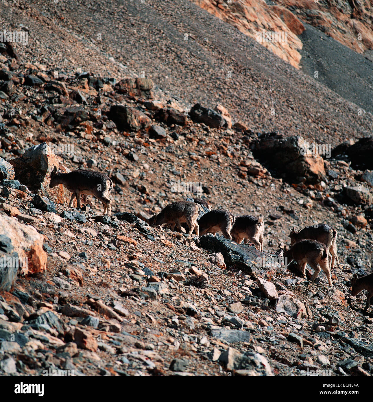 Tahr goat himalayan mountain goat hi-res stock photography and images ...