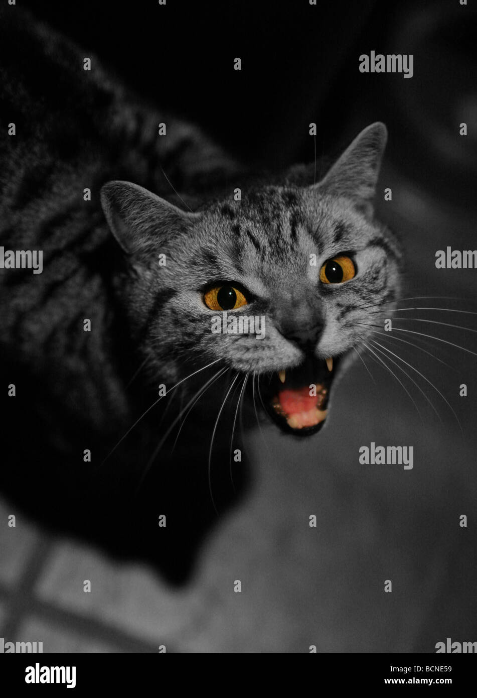 Evil Looking Cat High Resolution Stock Photography and Images - Alamy