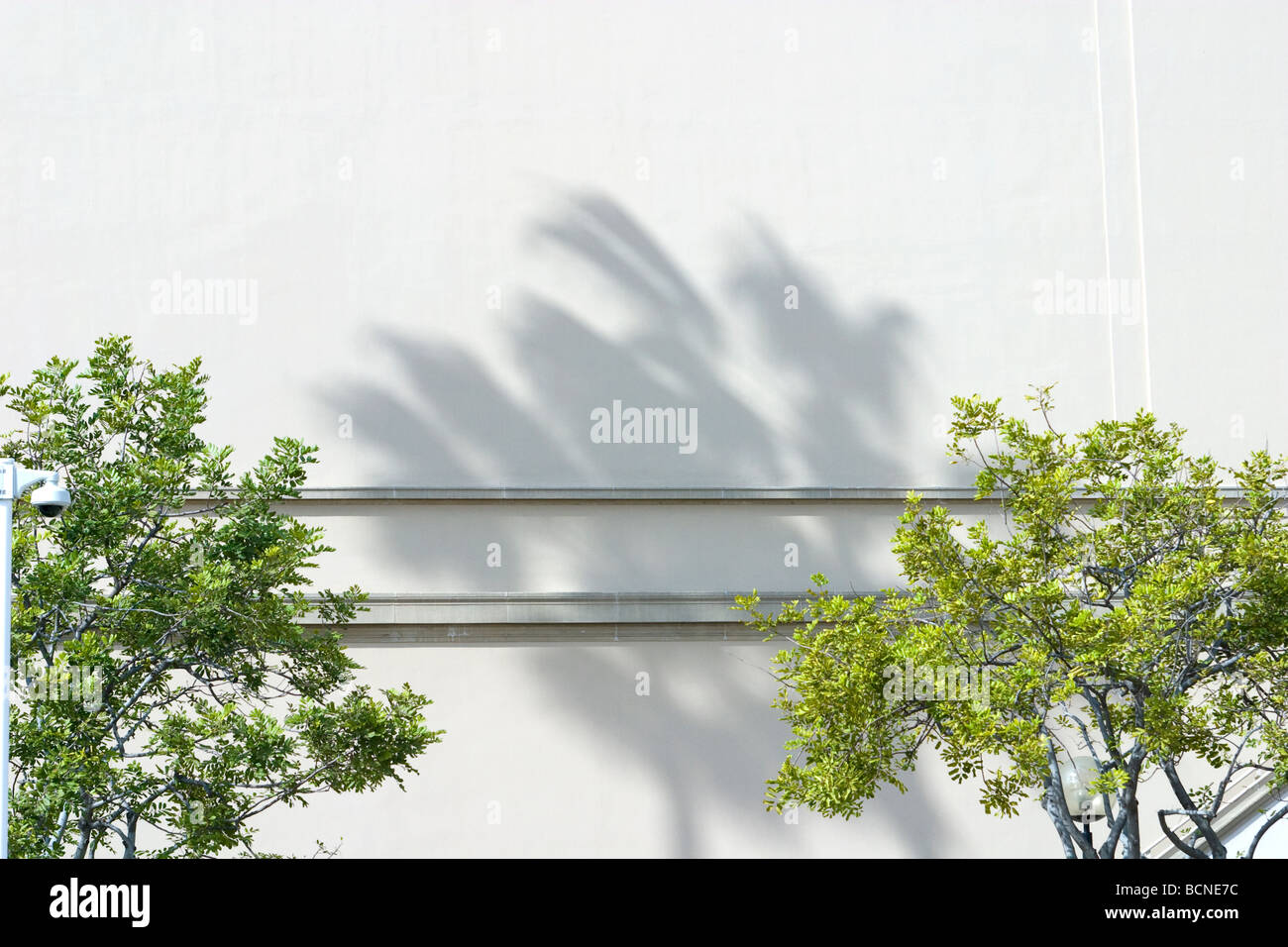 Tree shadows on wall Stock Photo - Alamy