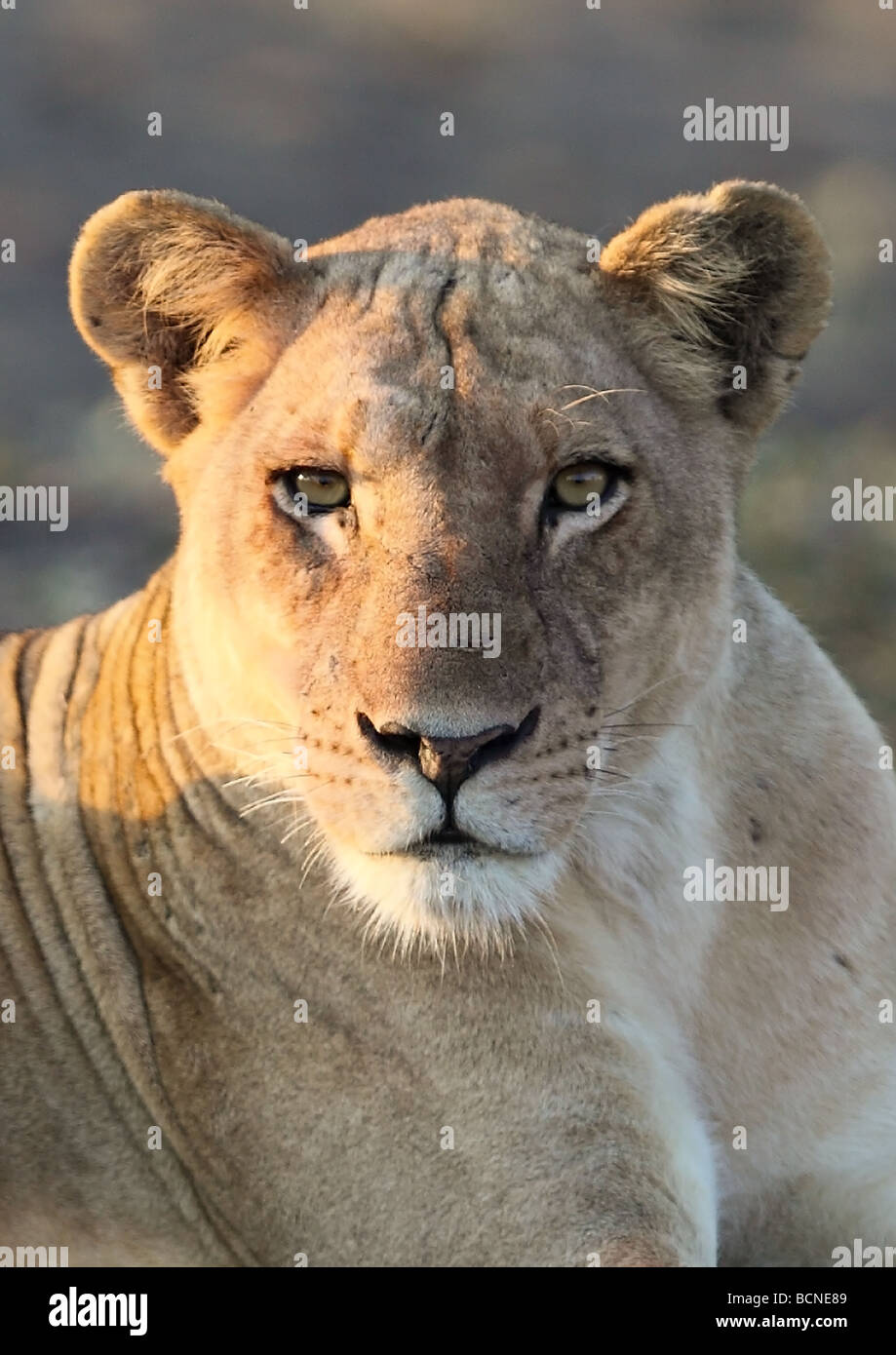 Female lion (Panthera leo), Africa Stock Photo - Alamy