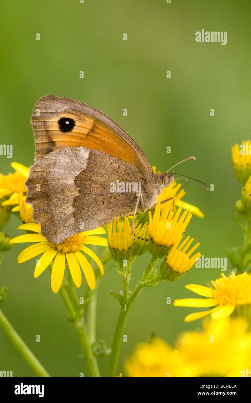 Meadow Brown butterfly (maniola jurtina) with wings closed resting on ...