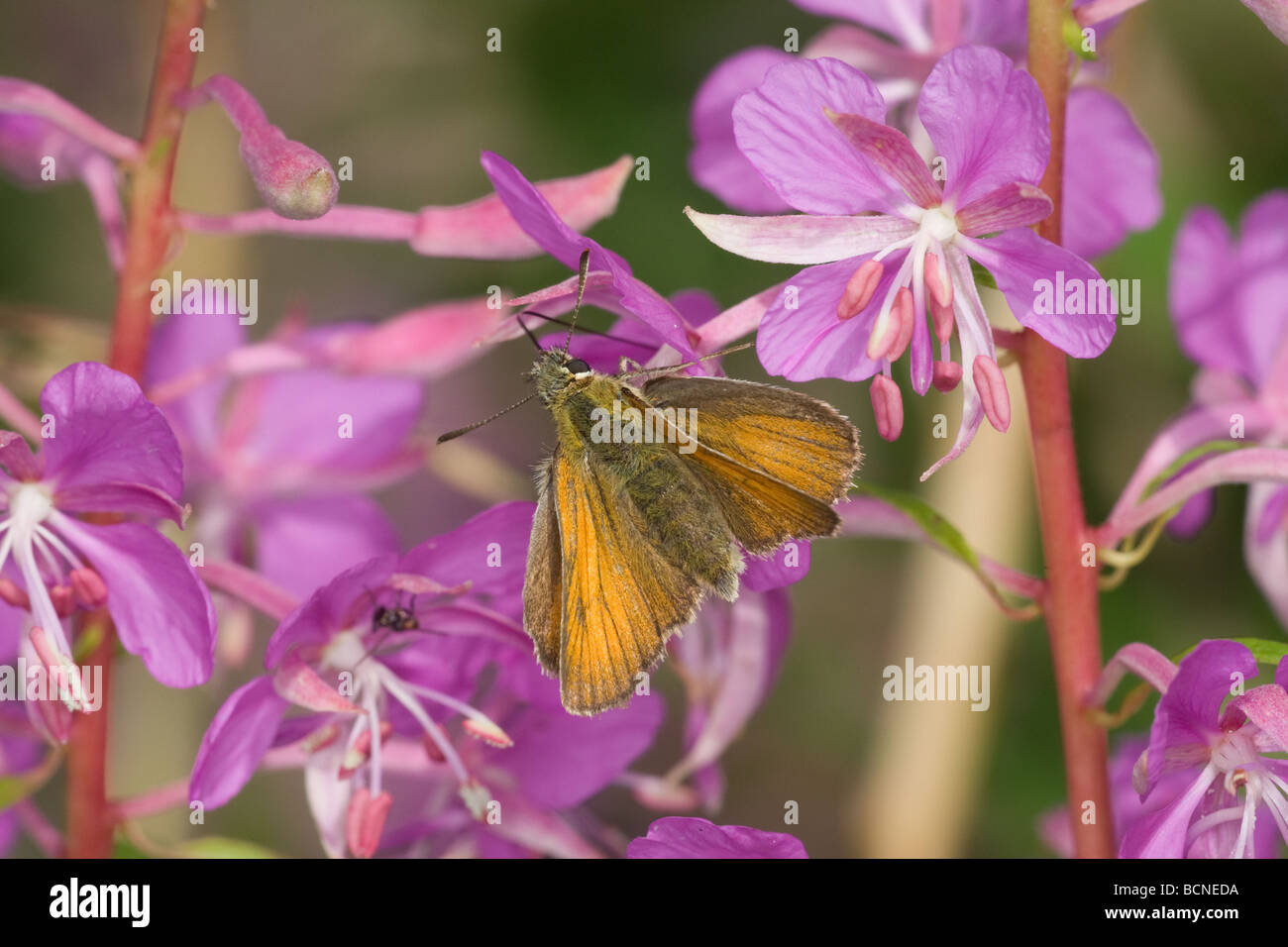 Small Skipper butterfly (Thymelicus sylvestris) with wings open resting ...