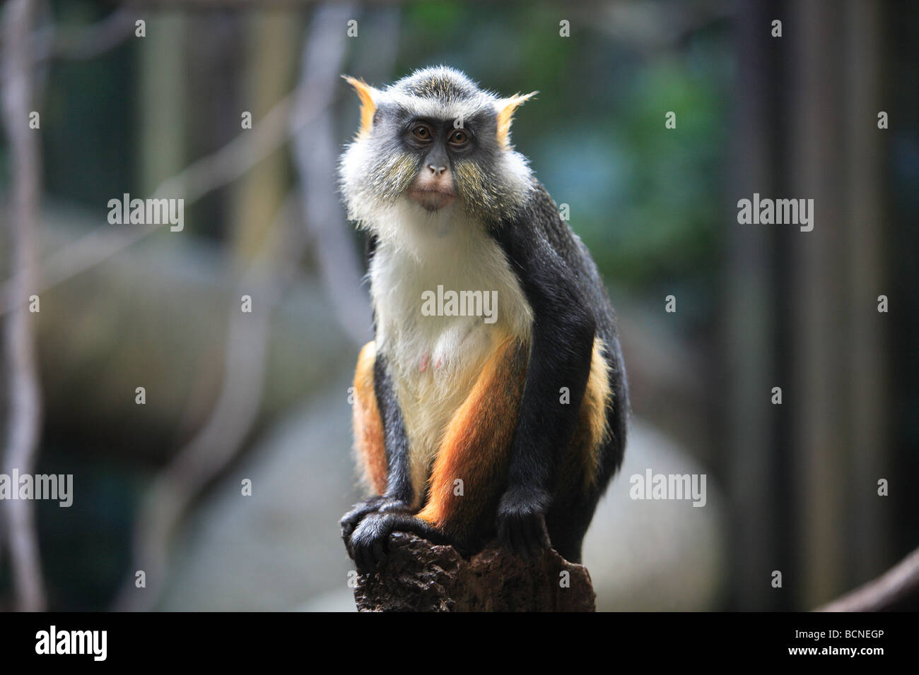 Squirrel Monkey Stock Photo - Alamy
