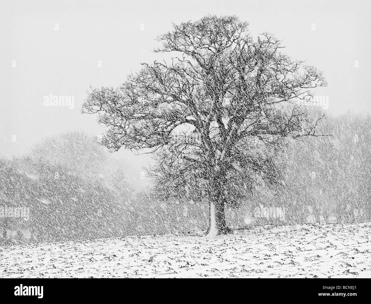 Mono tree hi-res stock photography and images - Alamy