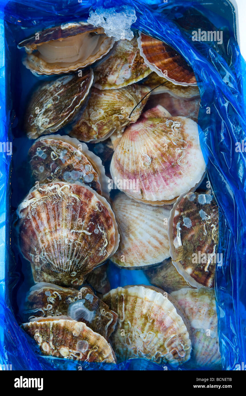 Scallops for sale in Tsukiji fish market Tokyo Japan Stock Photo - Alamy