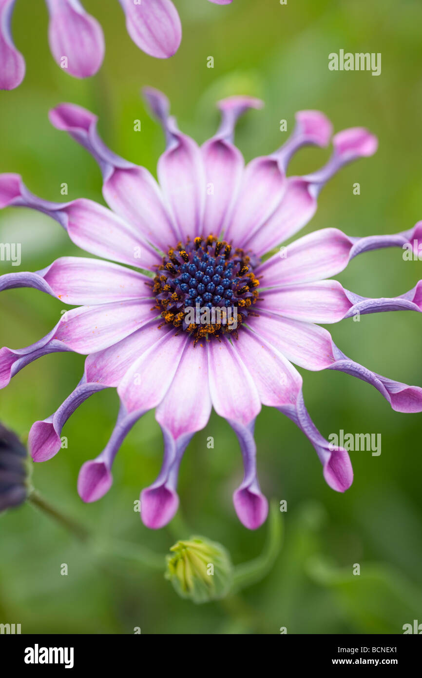 Serenity osteospermum pink hi-res stock photography and images - Alamy