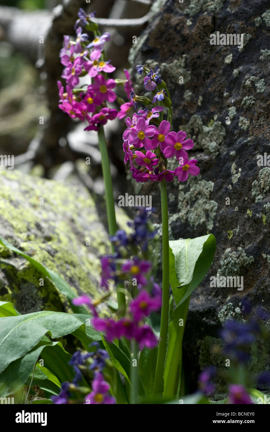 Wildflowers prosper on Humphreys Peak Trail, Arizona Stock Photo - Alamy