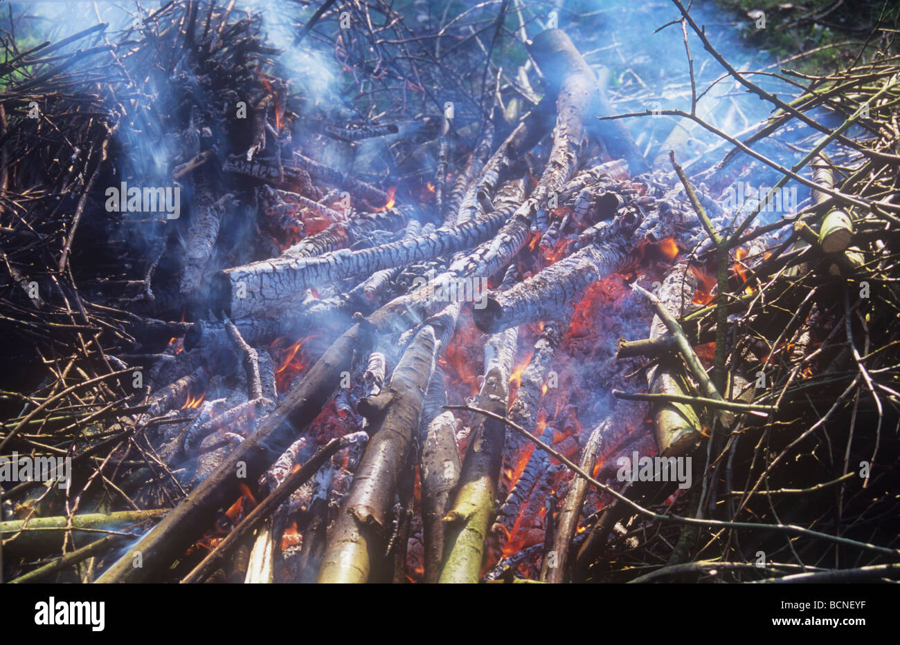 Branches trees burning in smoking hi-res stock photography and images ...