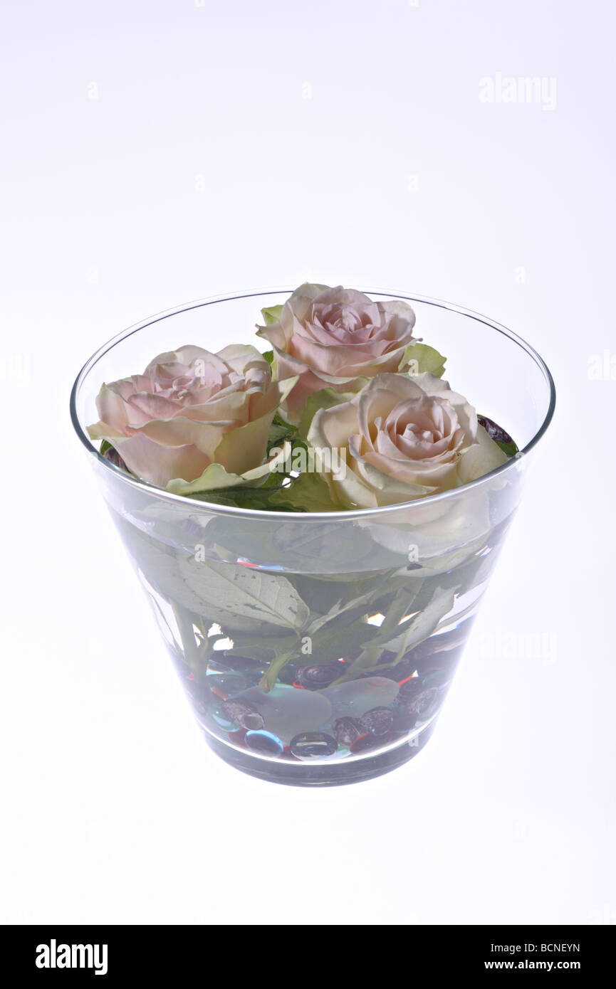 A vase of transparent glass with water and roses Stock Photo - Alamy