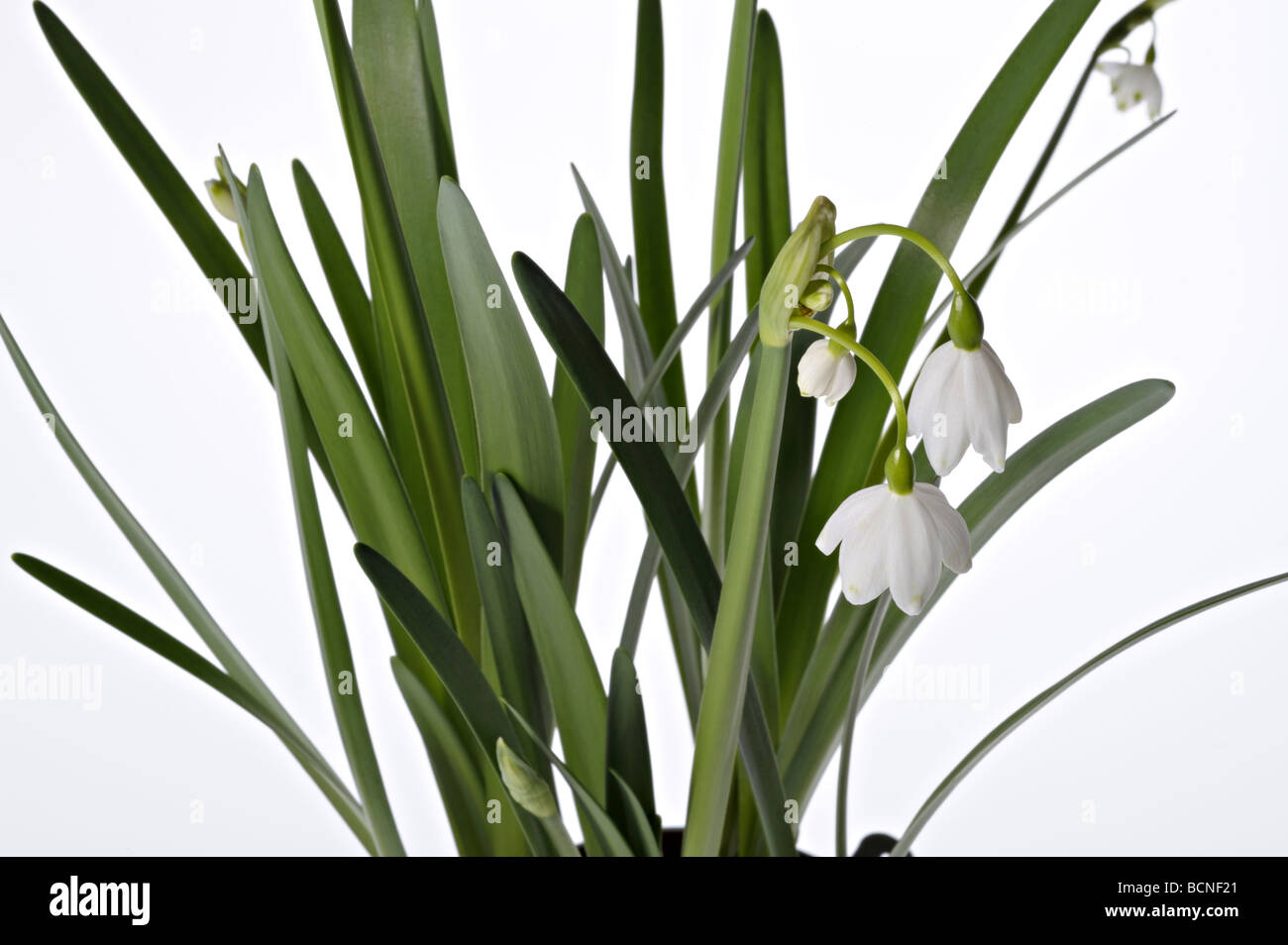 Pot up snowdrops hi-res stock photography and images - Alamy