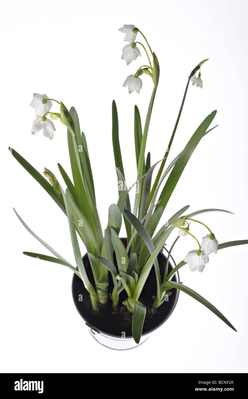 Pot up snowdrops hi-res stock photography and images - Alamy