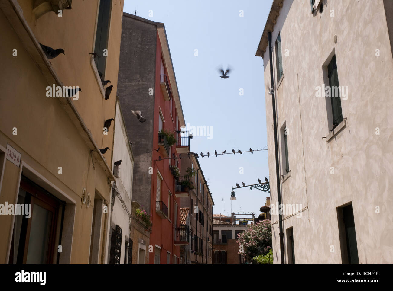 Pigeons roosting hi-res stock photography and images - Alamy