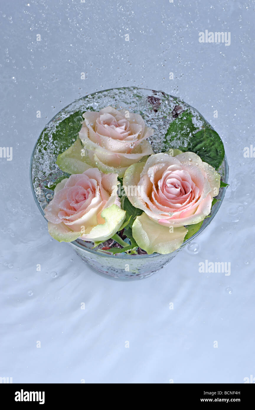 A vase of transparent glass with water spray and roses Stock Photo - Alamy