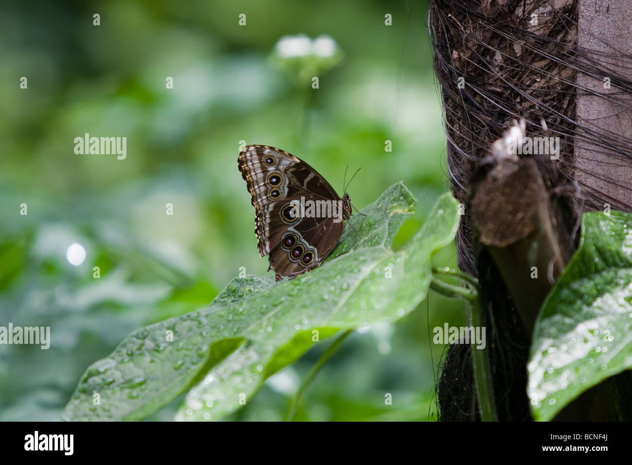 The Peleides Blue Morpho (Morpho peleides) is an iridescent tropical ...