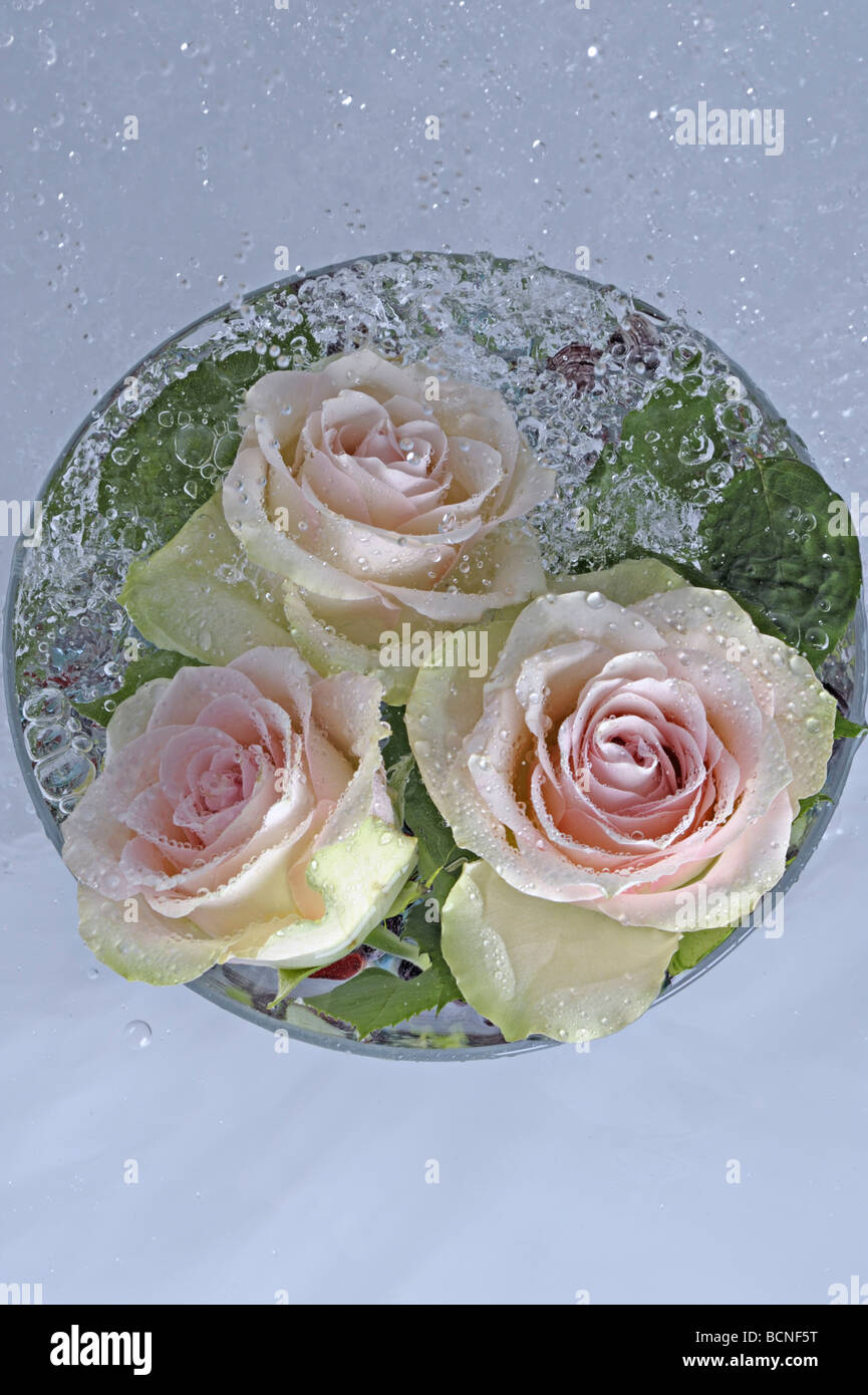 A vase of transparent glass with water spray and roses Stock Photo - Alamy