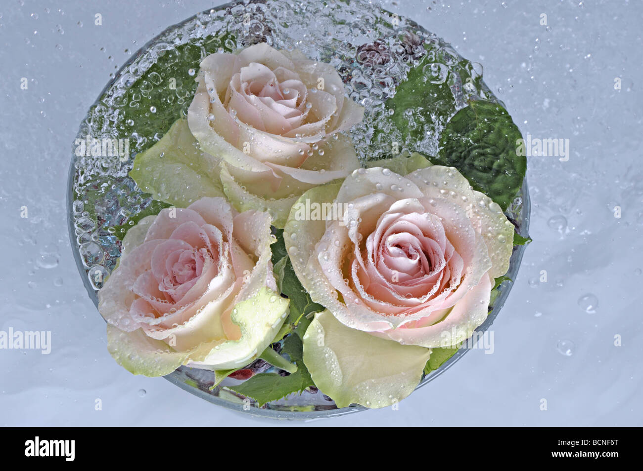 A vase of transparent glass with water spray and roses Stock Photo - Alamy