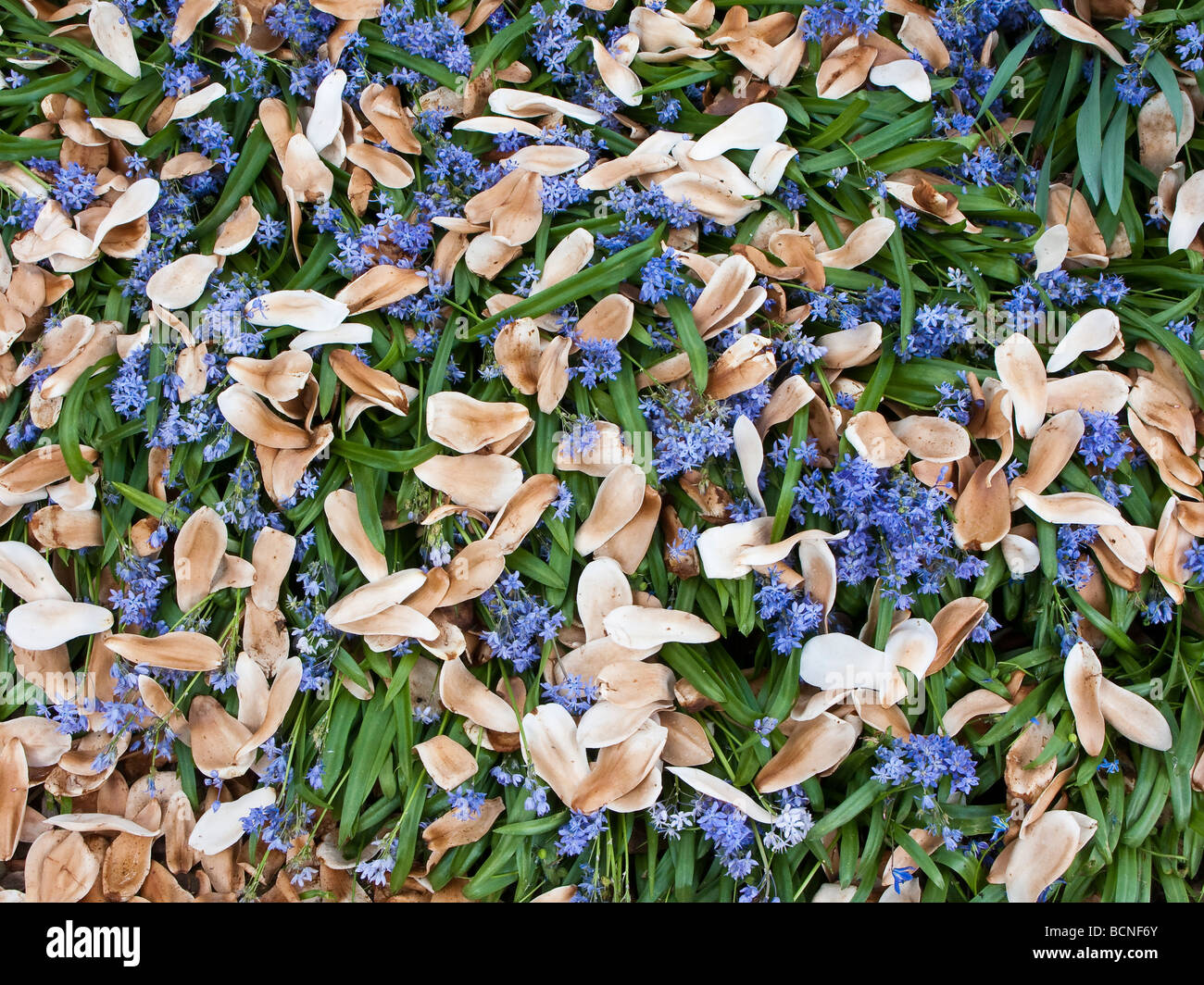 Blue flowers with seeds Stock Photo - Alamy