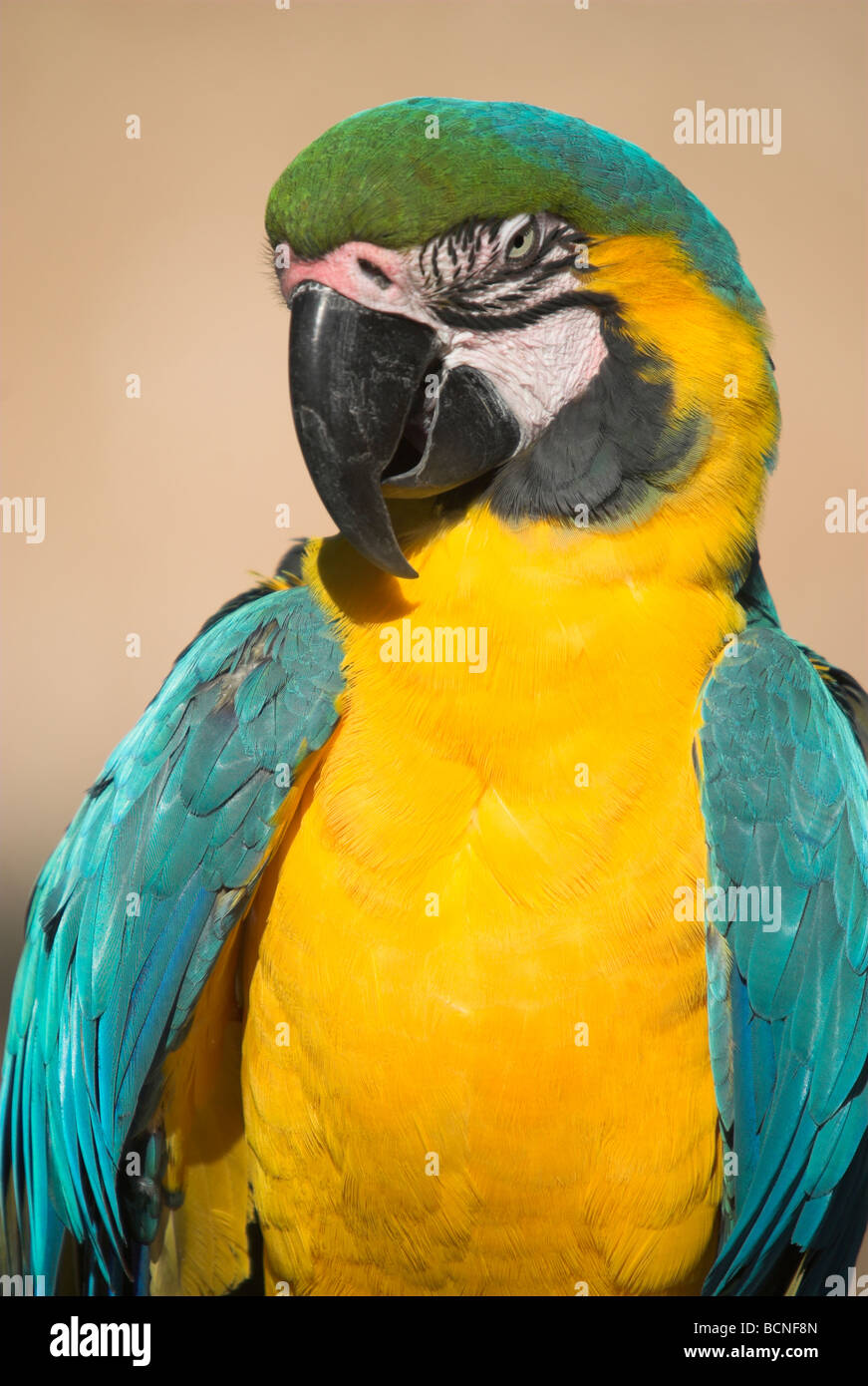 A Blue and Yellow Macaw (captive Stock Photo - Alamy