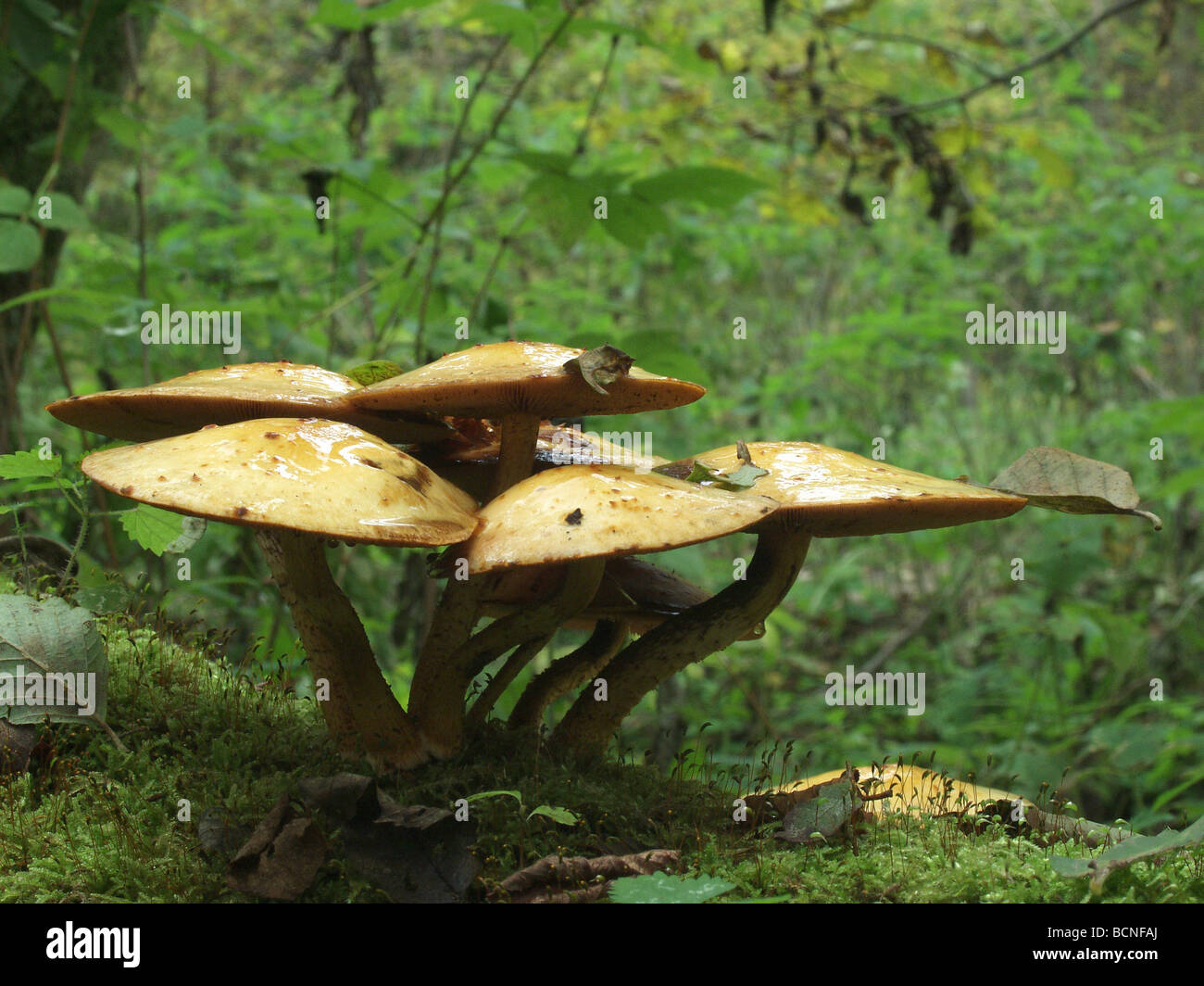 Bunch of fungi close-up against green background Stock Photo - Alamy