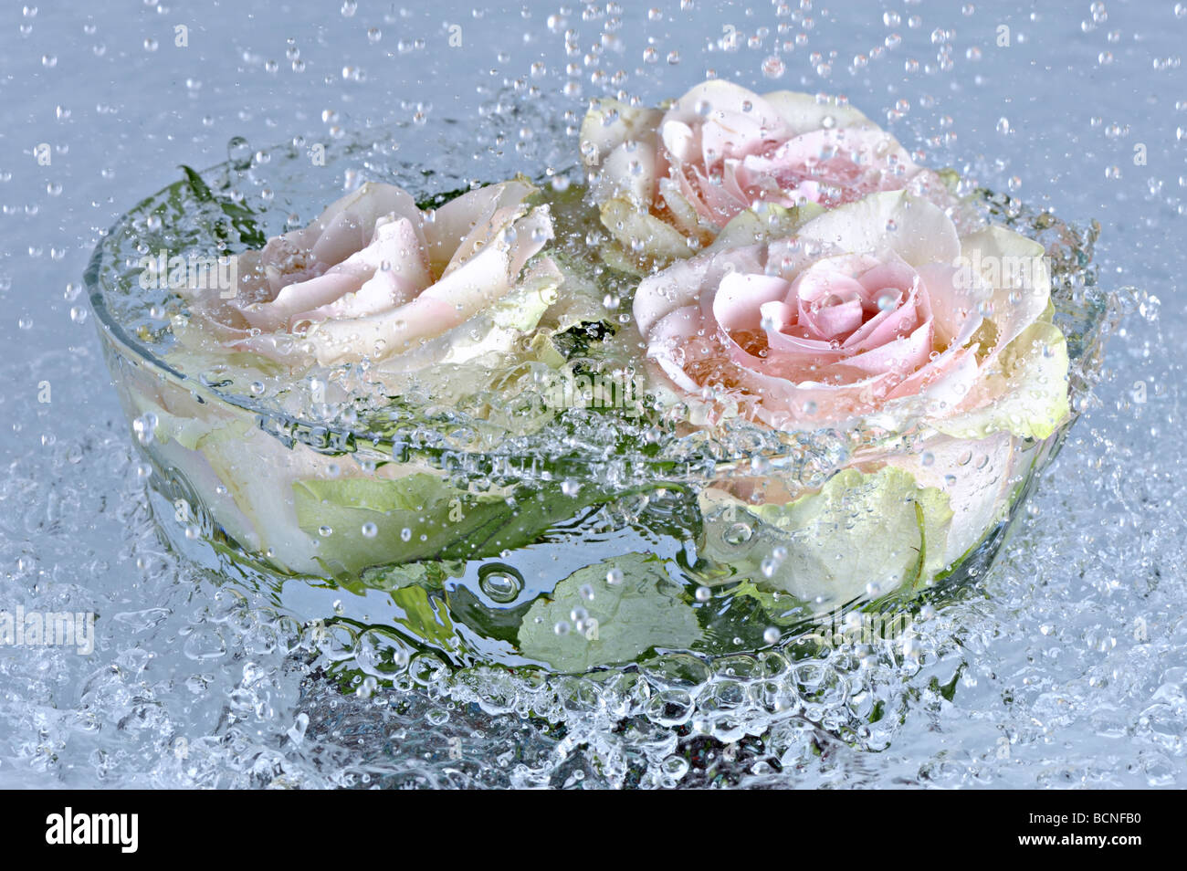 A vase of transparent glass with water spray and roses Stock Photo - Alamy