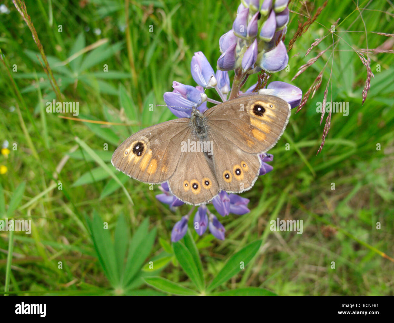 Lasiommata maera, the Large Wall Brown butterfly. A female, feeding on ...