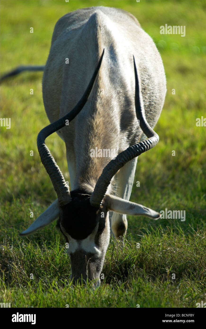 Sudan antelope hi-res stock photography and images - Alamy