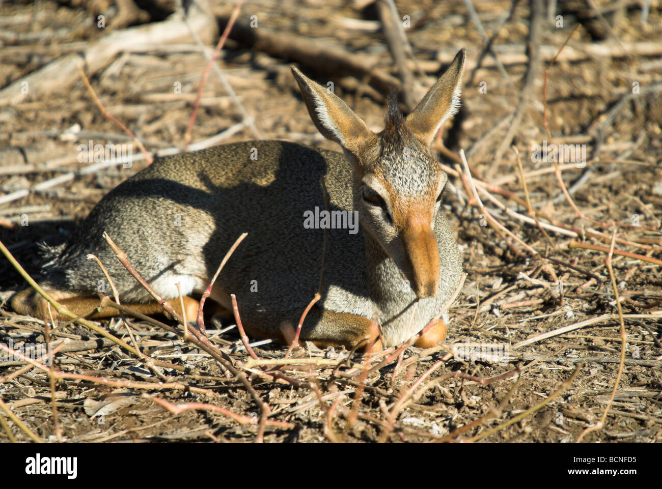 Dik dik antelope hi-res stock photography and images - Alamy