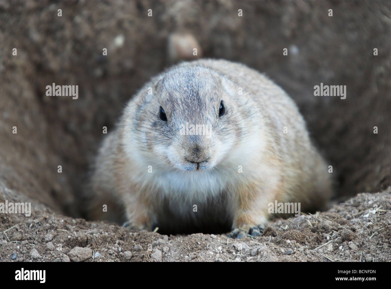 Pocket gopher hi-res stock photography and images - Alamy