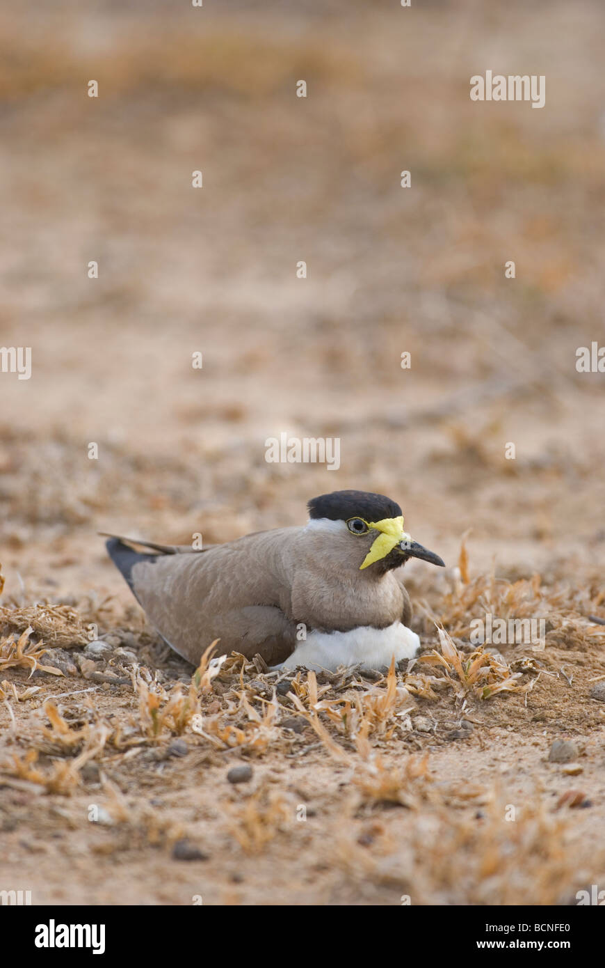 Yellow-wattled Lapwing (Vanellus malabaricus) nesting, Yala National ...