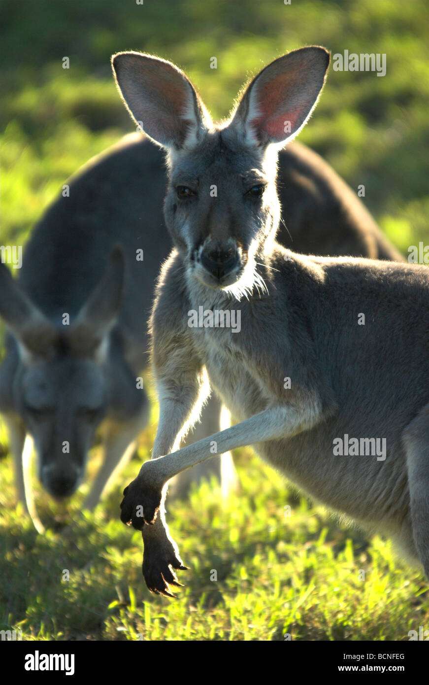 Kangaroo foot hi-res stock photography and images - Alamy