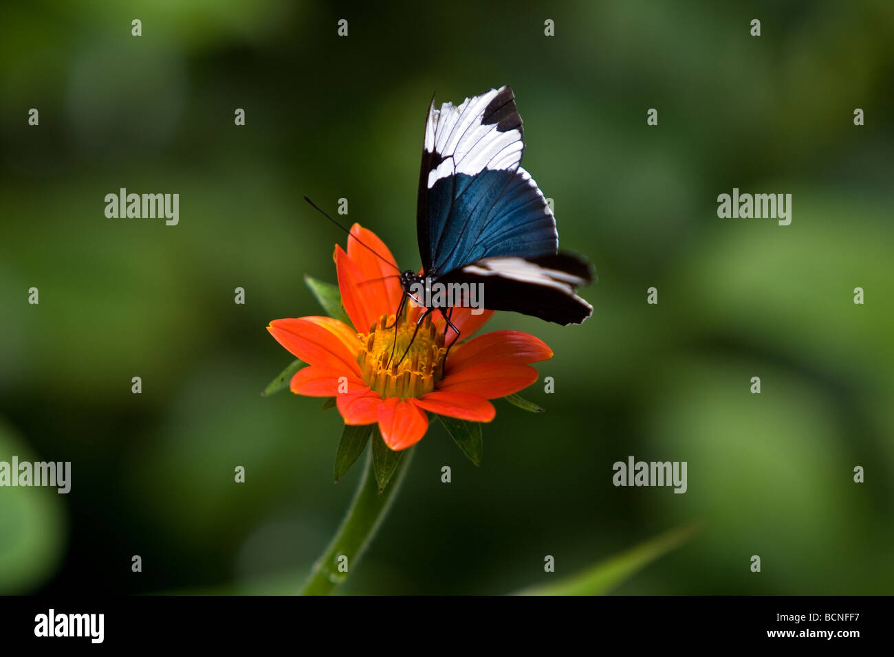 Heliconius cydno is a nymphalid butterfly commonly known as the Cydno ...