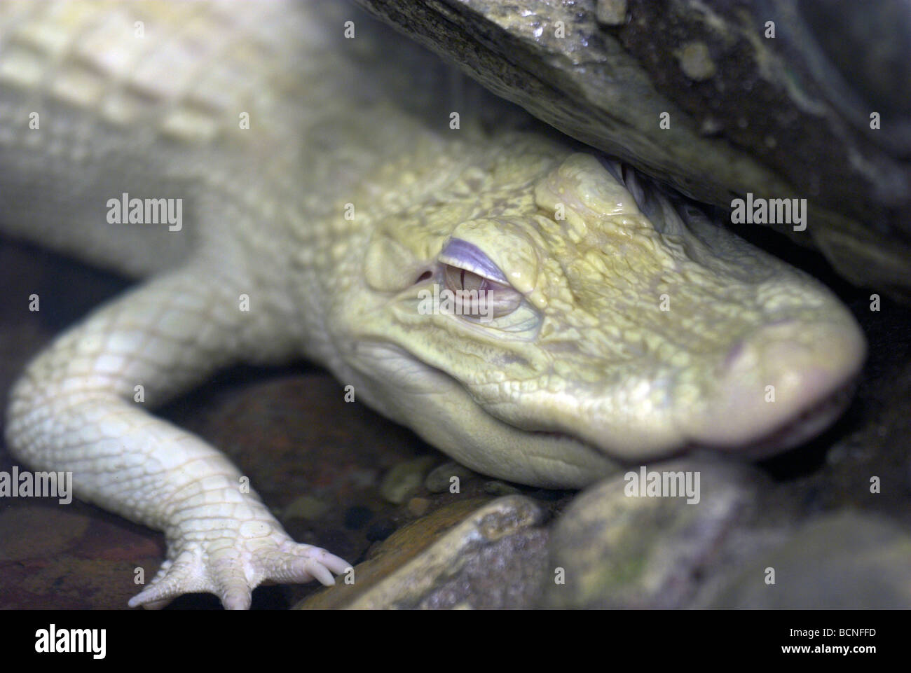 An albino alligator Stock Photo - Alamy