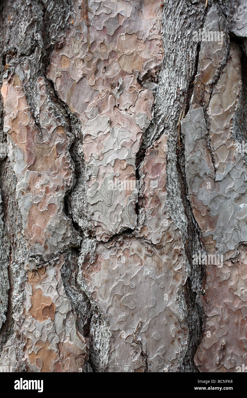 Close-up view of a pine tree bark Stock Photo - Alamy