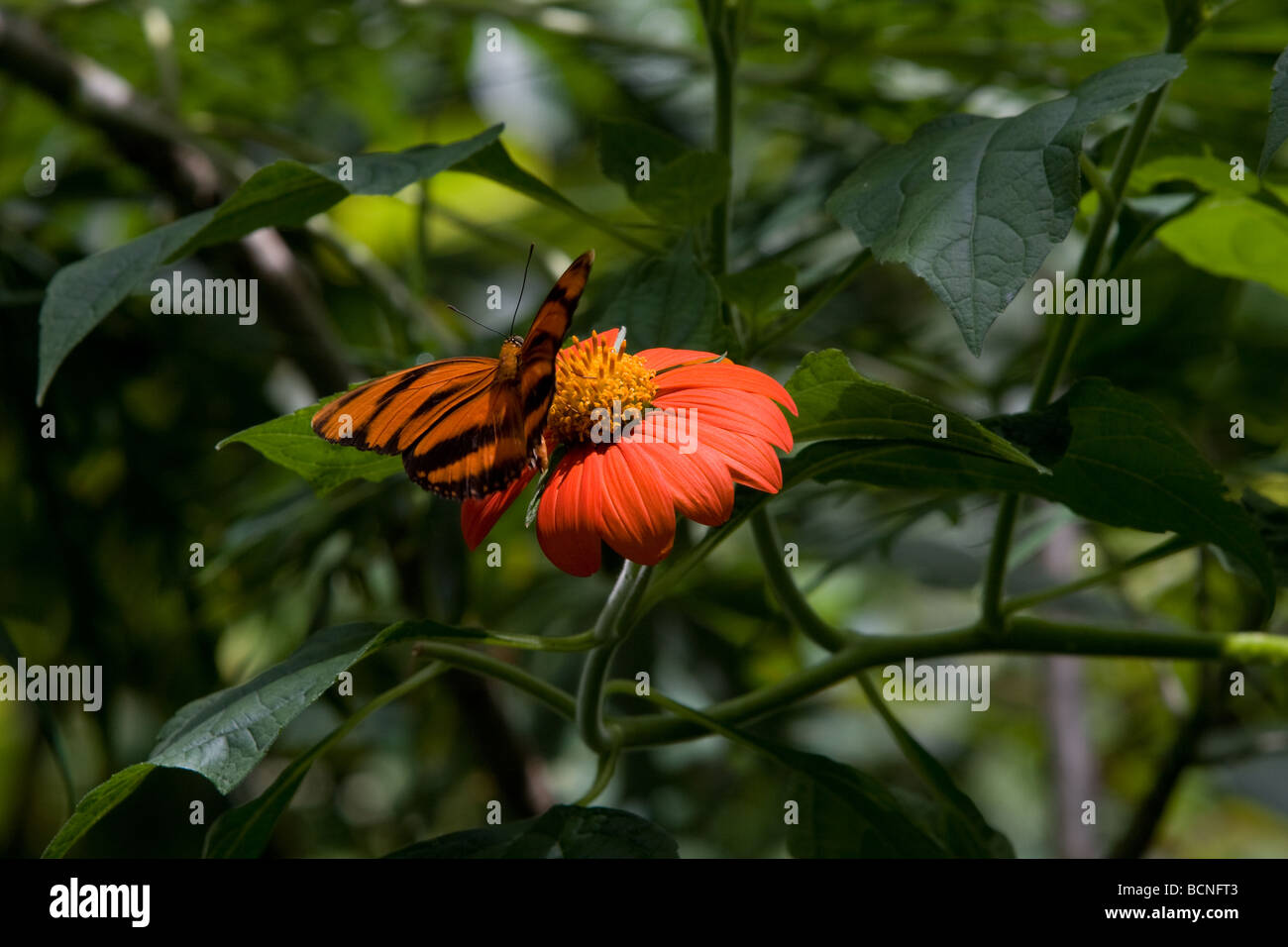 Dryadula phaetusa, also known as the Banded Orange Heliconian, Banded ...