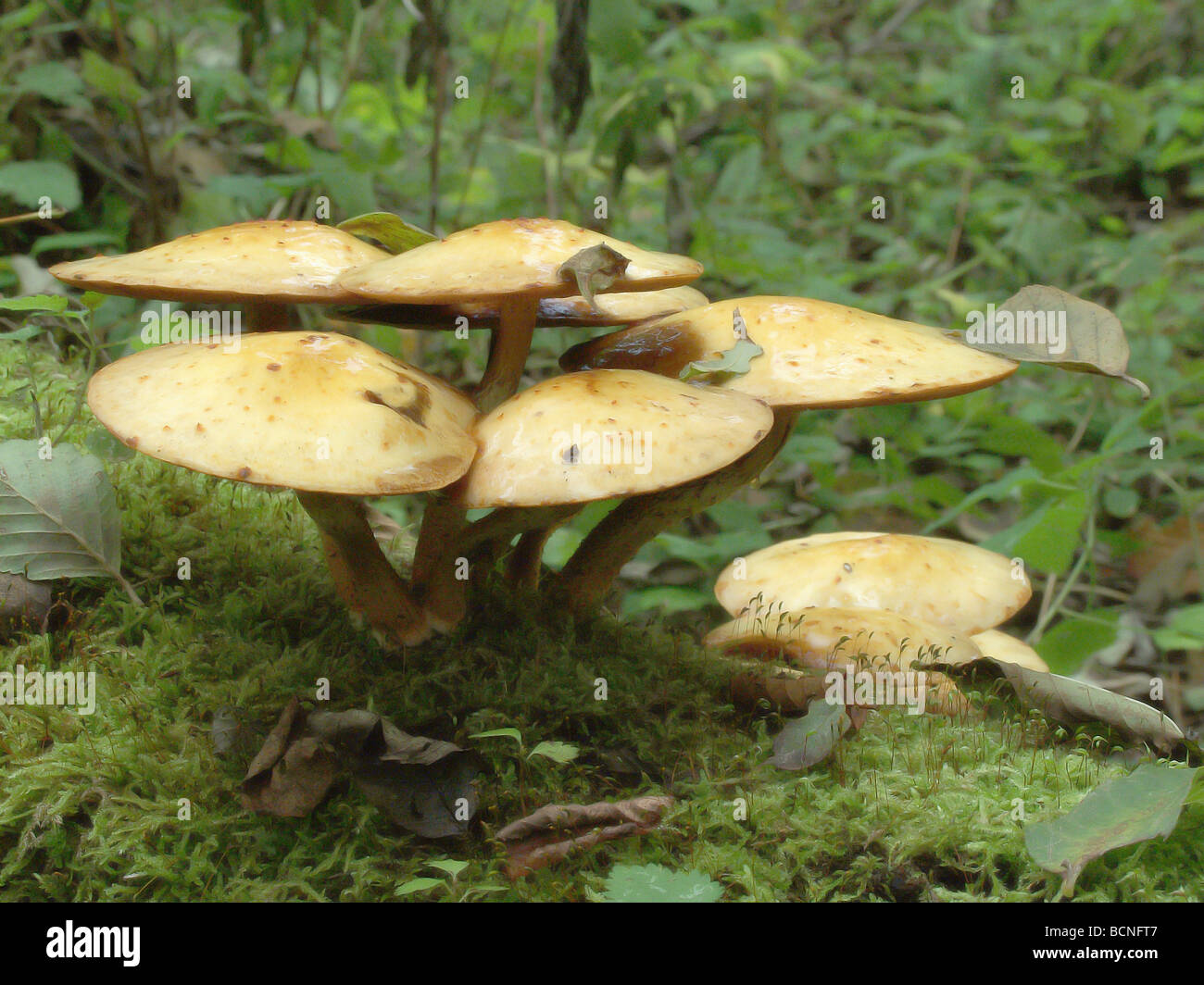 Bunch of fungi close-up against green background Stock Photo - Alamy