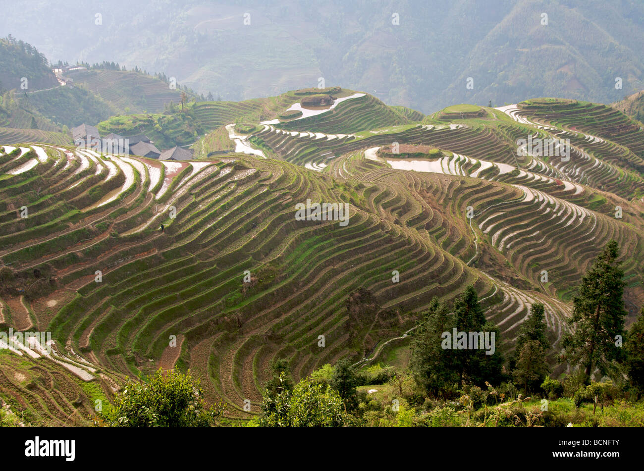 Dragon's Back Rice Terraces flooded and ready for planting Longsheng ...
