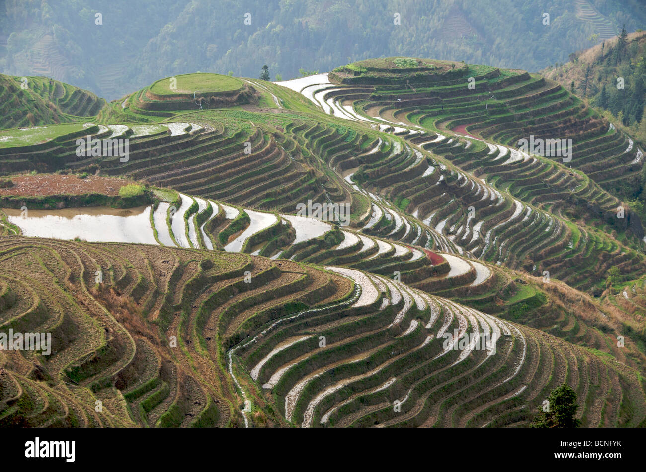 Dragon's Back Rice Terraces flooded and ready for planting Longsheng ...
