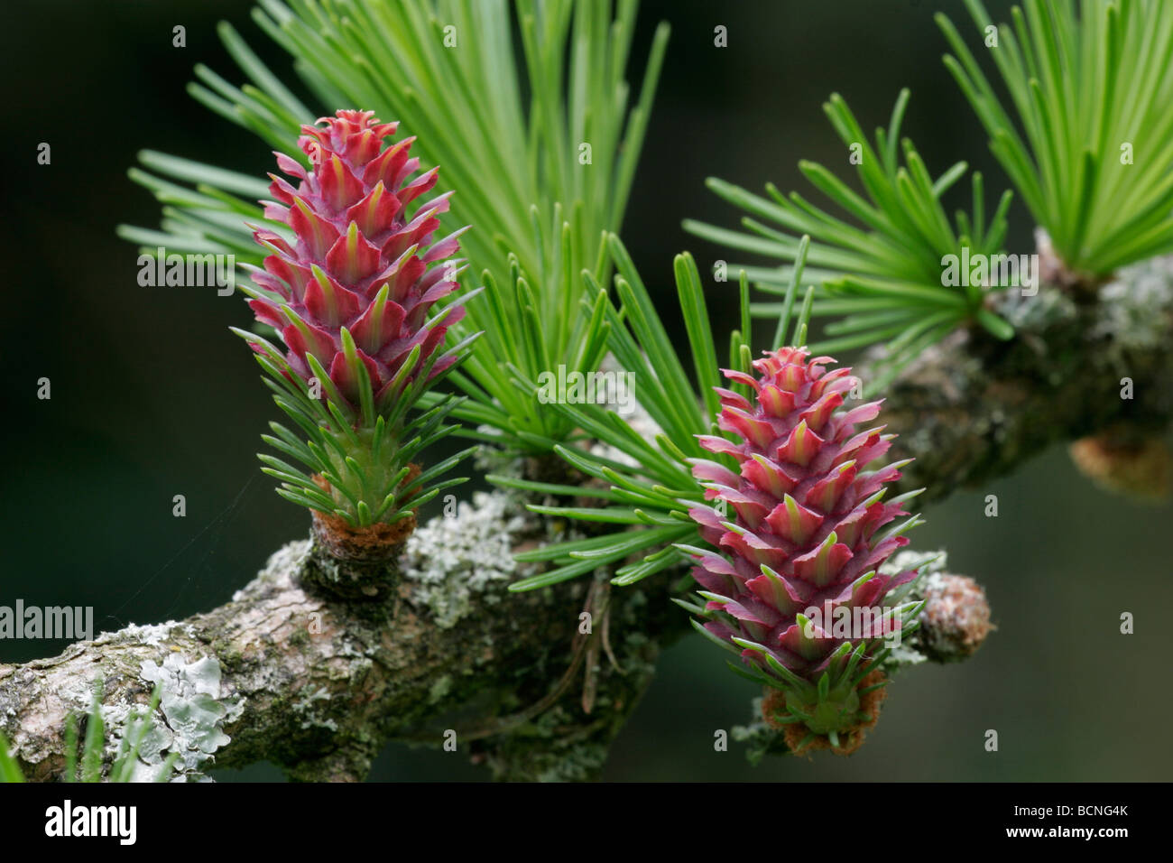 European Larch Flowers (Cones), Larix decidua, England, UK Stock Photo ...