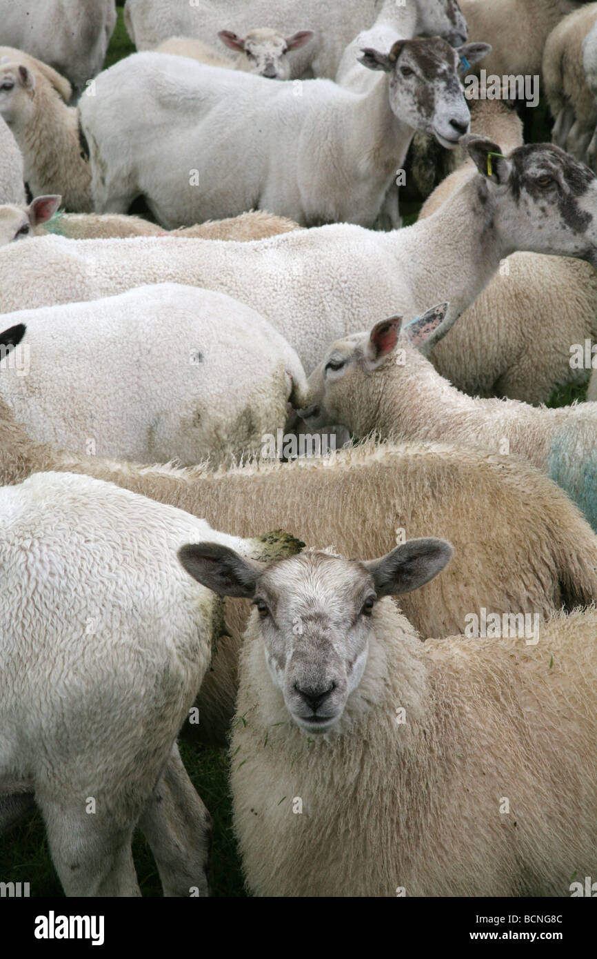 Farm animal peak district hi-res stock photography and images - Alamy