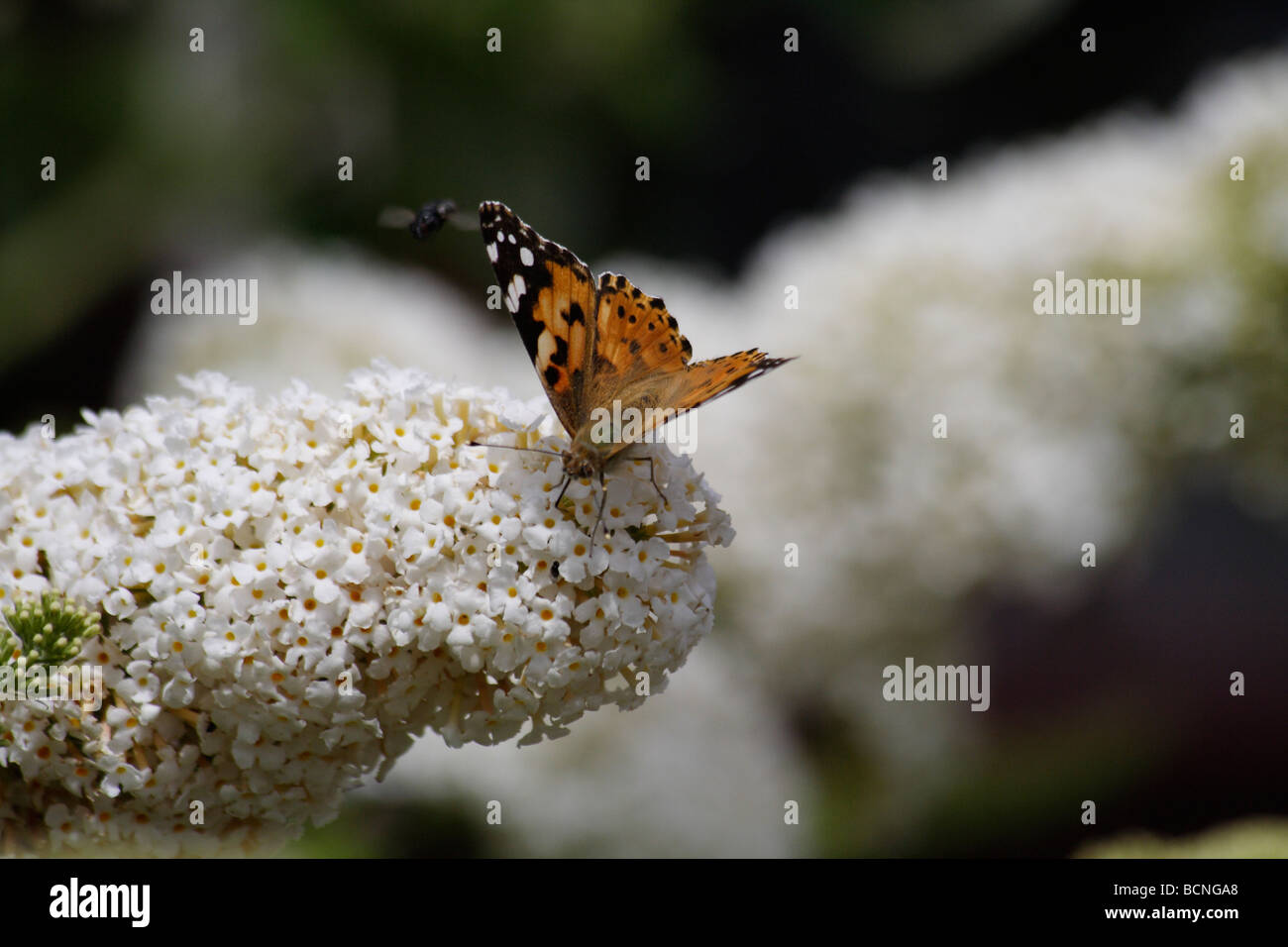 Buddleia davidii hi-res stock photography and images - Alamy