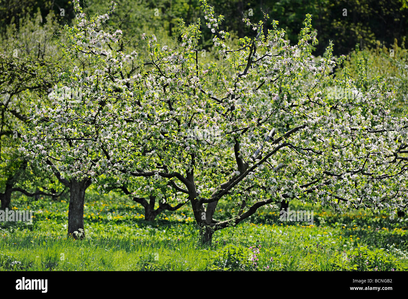 Blossoming trees in spring Stock Photo - Alamy