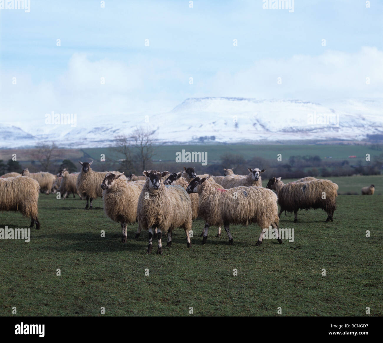 North of England mule ewes on pasture with snowy Pennine hills behind ...